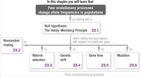 Chapter 23 Evolutionary Processes Flashcards Quizlet
