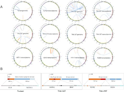 Somatic Structural Variants In Atc Genomes And Transcriptomes A