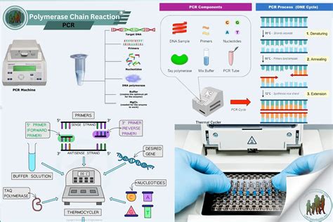 Polymerase Chain Reaction Pcr Methodology Principle Purpose Procedure And More