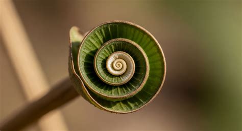 Tectonic Strain Partitioning → Term