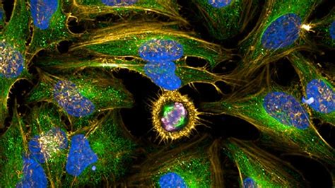 Cell Analysis Solutions And Products Revvity