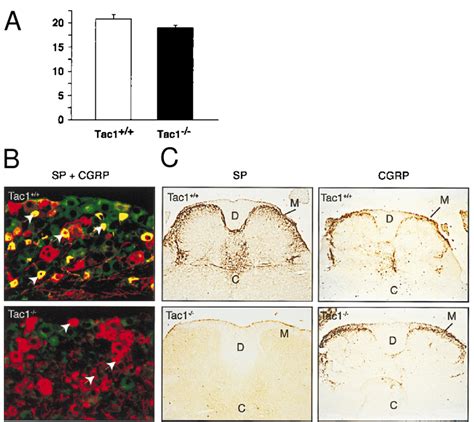 Substance P Producing Cells In DRGs And Spinal Cord A Neurons Were