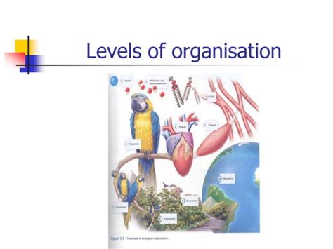 Hierarchy In Biology8 Ppthyfdtxtdrfcubcbgfutf Ppt