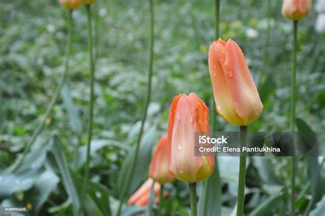 밝은 오렌지색과 옅은 복숭아 튤립은 공원의 화단에 푸른 잔디의 배경에 있습니다 봄 꽃입니다 0명에 대한 스톡 사진 및 기타 이미지 Istock