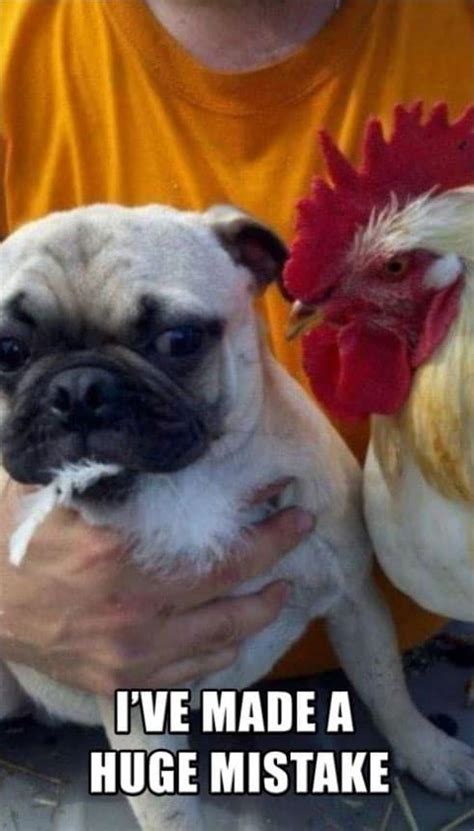 Ive Made A Huge Mistake 20 Pictures