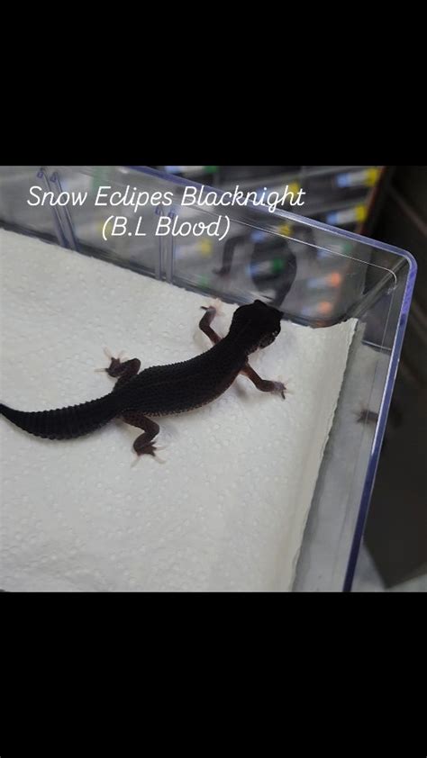 김위수 We Gecko 안산 Leopard Gecko Sebn Type 블랑누아 혈통의 스노우 이클립스 블랙나이트입니다 이클립스를 가졌음에도 블랙이 가득인 매력적인