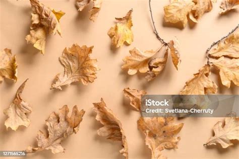 베이지 색 배경에 다양한 황금 참나무 잎을 떨어 가을 무늬 맨 위 보기입니다 0명에 대한 스톡 사진 및 기타 이미지 0명 가을 건조한 Istock