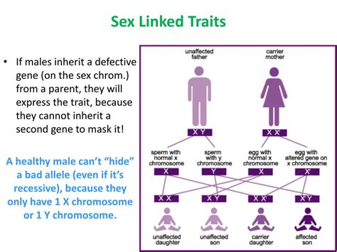 PPT Beyond Dominant Recessive Alleles PowerPoint Presentation ID