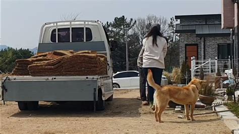 정원의 완성 금잔디 심기240321 Youtube