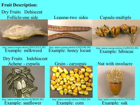 Follicle Fruits Examples At Gabrielle Krefft Blog