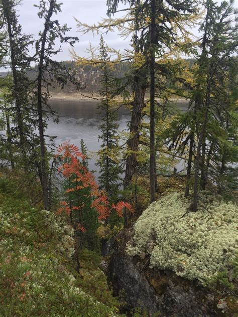 The Most Accurate Story Of The 664 663 Bce Solar Energetic Particle Event Told By Arctic Tree