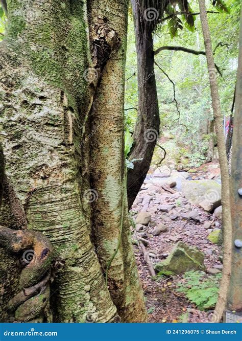 A Moss And Lichen Covered Tree Trunk In The Minnamurra Rainforest Stock Image Image Of Wales