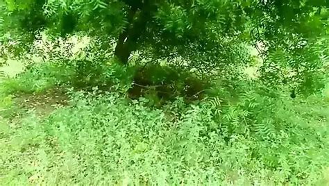 Free Farming Porn Videos Xhamster