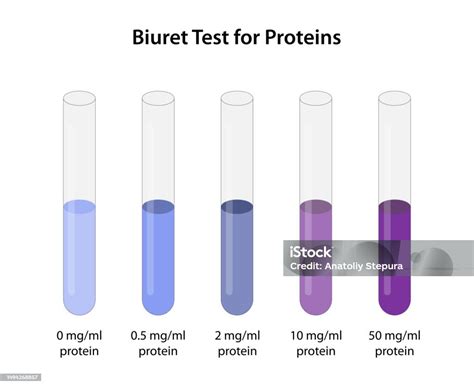 Biuret Test For Proteins Stock Illustration Download Image Now