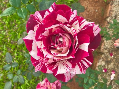 Netarhat Art Village Resort Hotel Reviews India