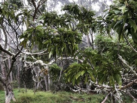 How To Grow A Koa Tree