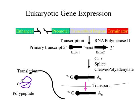 Gene Structure And Identification Ppt Download