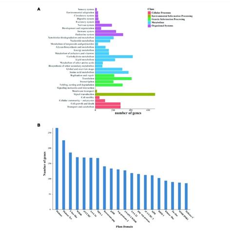 Functional Annotation Of The I Hispidus Genome A Kegg Pathway