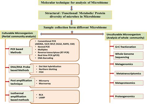Illustration Of Different Molecular Techniques To Explore The Crops Download Scientific Diagram