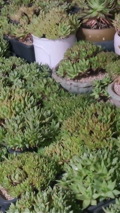 여름에 고온 다습하니 다육이 흙 사용 하실때 무기물마사 펄라미트 7유기물상토3 비율로 쓰심 어떨까요 Youtube