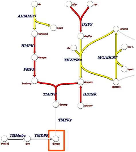 Thiamine Biosynthesis Pathway In L Reuteri Atcc 55730 And Atcc Pta