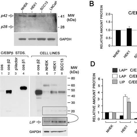 C Ebpα And C Ebpβ Isoforms Are Differentially Expressed In Scc Cell Download Scientific Diagram