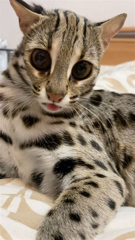 Leopard Cat Behavior