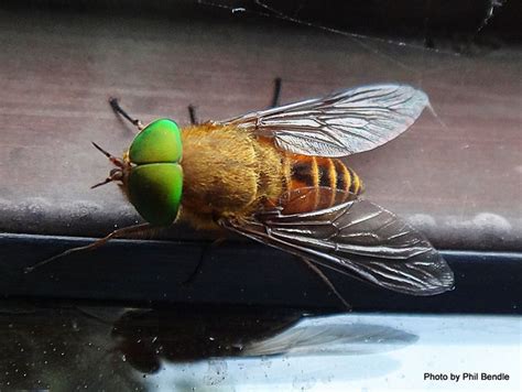 Phil Bendle Collectionfly Green Head Genus Tabanus Citscihub