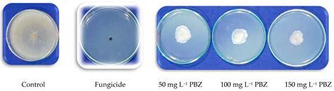 Combined Application Of Trichoderma Harzianum And Paclobutrazol To Control Root Rot Disease
