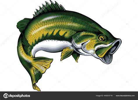 Largemouth Bass Jumping Smallmouth Vs Largemouth Bass Whats The