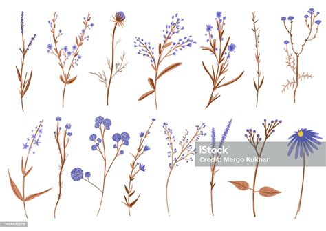 야생화 컬렉션입니다 꽃 꽃 요소의 큰 세트입니다 가지 잎 허브 식물 정원 초원 필드 컬렉션 잎 단풍 가지 흰색으로 격리된 블룸