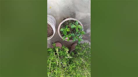 Thulsi K Paudhe My Home 🏡 Youtube