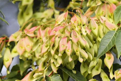 11 Types Of Trees With Helicopter Seeds Samara Fruit