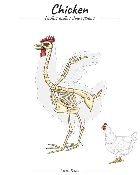 Premium Vector Skeleton Of Chicken Template