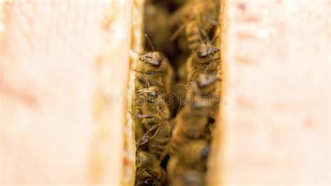 Close Up View Of Bees In A Hive During The Summer Season Stock Footage Video Of Buzz