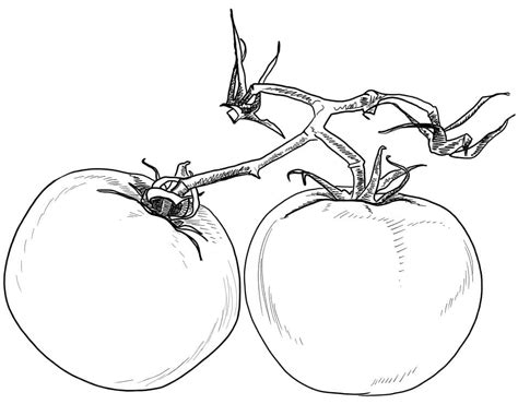 토마토 색칠 공부 Kr에서 무료 색칠 공부