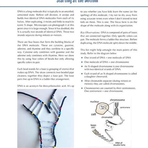 DNA Replication And Structure ActivityA Hands On Model New ESL Site