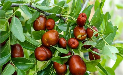Ziziphus Jujuba
