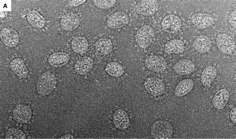 Virology Triangulation Number Of The Sars Cov 19 Virus Biology