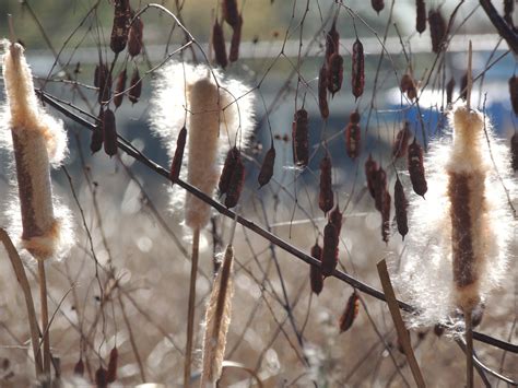 Why Does A Bulrush Or Cattail Explode