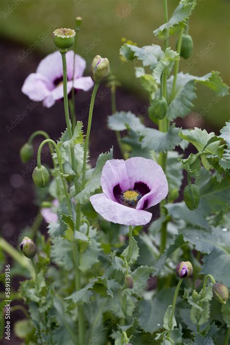 Papaver Somniferum Commonly Known As The Opium Poppy Or Breadseed