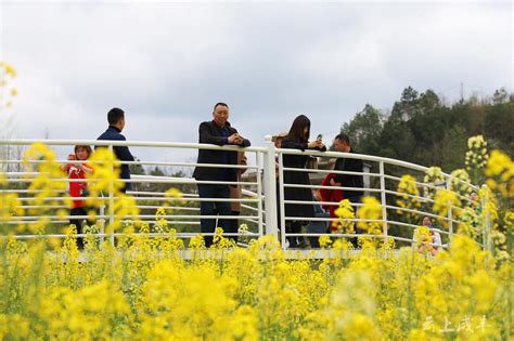 咸丰大路坝区油菜花惊艳绽放 赴春日花海盛宴 长江云 湖北网络广播电视台官方网站
