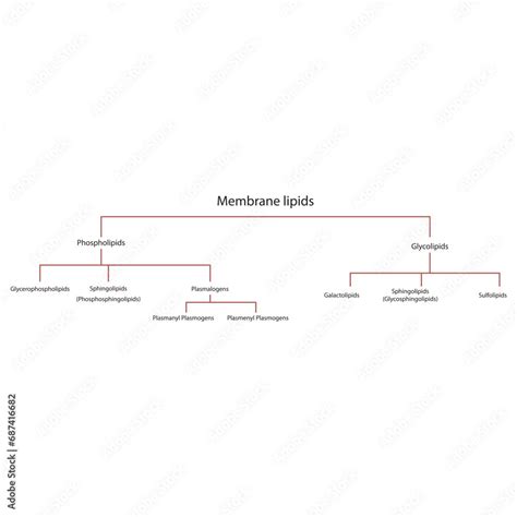Diagram Showing Classification Of Lipids Storage Lipids Membrane
