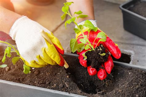 한 여성이 손에 이탄 타블렛에서 자란 페투니아 의 묘목을 손에 쥐고 있다 모종을 토탄 냄비에 이식합니다 봄 원예 컨셉 꽃 식물에