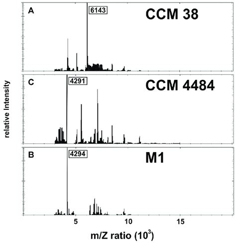 Maldi Tof Spectra Of Representative P Larvae Isolates A Isolate Ccm Download Scientific