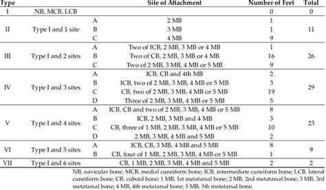 Type Classification For Site Of Tibialis Posterior Tendon Attachment