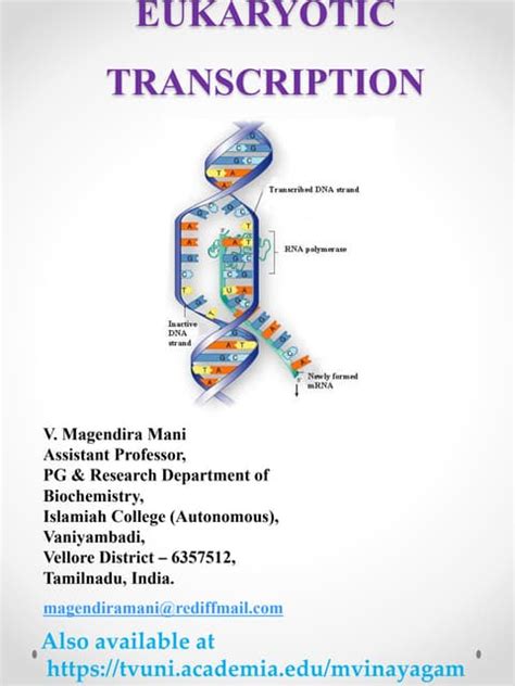 Transcription And Translation Inhibitors Pdf