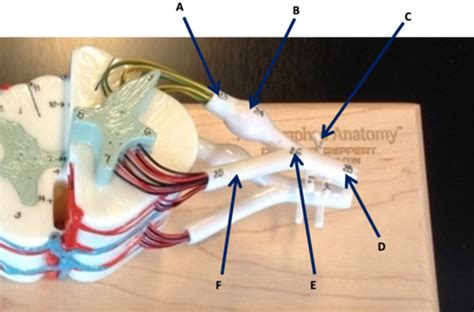 Lab Spinal Cord Model Flashcards Quizlet