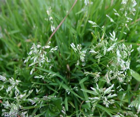 Bluegrass Weed