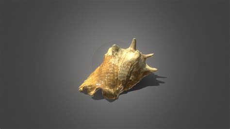 Conch Shell 3d Model By Arthur Ny Arthuryoung Spivey 5fcaed0